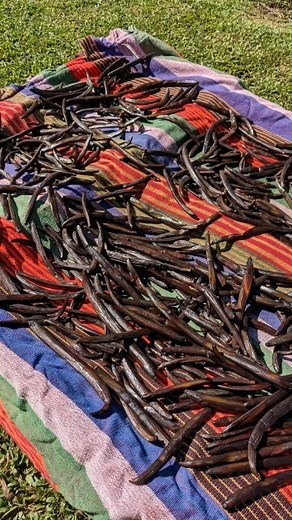 8.7K views · 31 reactions | The Vanilla is almost ready to harvest! ...