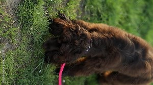 young english cocker spaniel. Young cocker spaniel sniffing the ground. Cocker spaniel on a leash along the sidewalk in the park, walking area. A brown cocker spaniel on a leash walking in the park