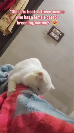 Olaf is in heat. Is there anyone who has a female cat for breeding/mating?” 😻😹 . . #instagramreels #cats_of_instagram #reels #feline #reelitfeelit🧚🏼‍♀️ | Olaf Cat