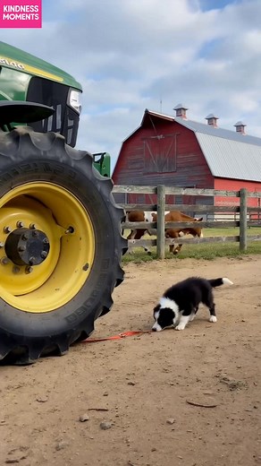 3.1M views · 37K reactions | Puppy Power: Tugging on a Tractor! This puppy's determination is heartwarming! Generated using Kling AI . . . (For entertainment purposes only. Consult professionals if guidance on activities is presented. No brand affiliation is implied if any are shown. If inspired by true events, creative adaptations may be included. Content may include public footage.) | Fabiosa - Live easy | Facebook