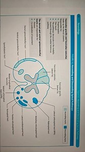 Ascending and descending Spinal pathways#mbbs #medical #neurology #neuroanatomy