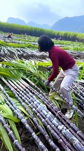 Suger cane harvesting #technicalfarmingnepal #bargachhikrishifarm #viralreels #fbreels #FIFAWordcup2022 #agriculture #technology #fishingtrip #viral #cr7 | Bargachhi Krishi Farm