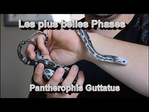 Les plus belles phases ... Pantherophis Guttatus
