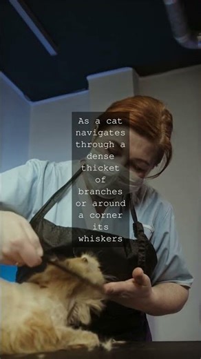 The Feline Navigator How Whiskers Help Cats Chart Their CourseAs we watch our feline...