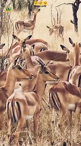 This is so beautiful 😍 | Lovely Laugh