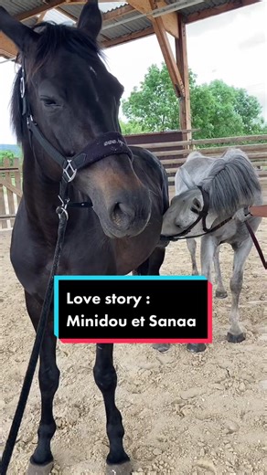 Saillie en main #amour #love #elevage #etalon #infoalnews