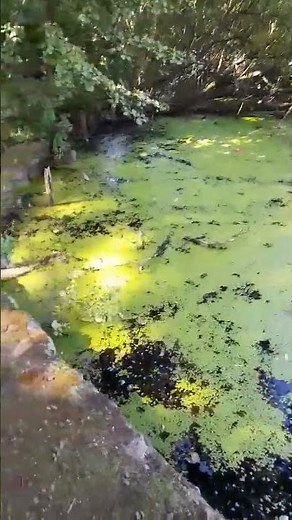 pond muddy deep wet wellies waders vital wading swimming mud