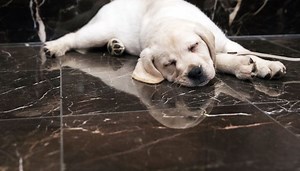 Labrador retrievers top list of most popular pups for 29th year