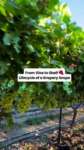 From the field to your fridge | Safeway