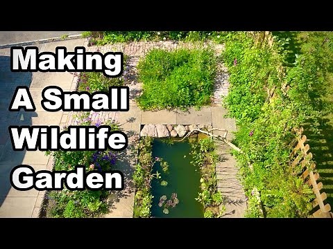 I Built A Small Wildlife Garden & So Much Wildlife Came