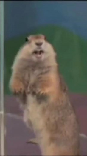 DRAMATIC CHIPMUNKS @disneykids