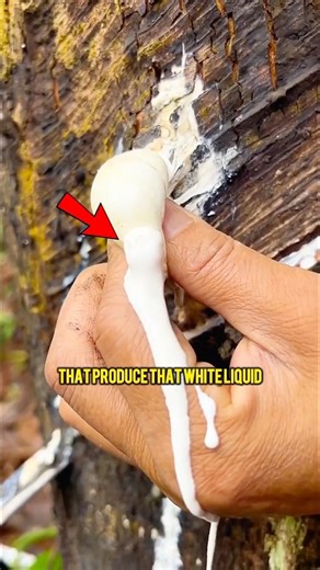This is How Rubber is Made