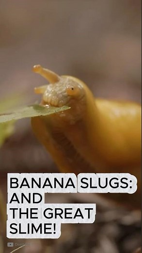 SLIME IS MAGIC: Why Banana Slugs Never Dry Out! 🤯 | #BananaSlug #Slime #science #youtubeshorts