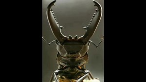 Insects vs robots#palawanicus #beetle #insect