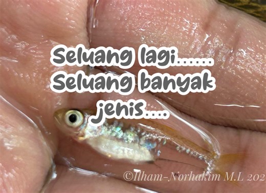 11K views · 300 reactions | Rasbora bankanensis merupakan salah satu...