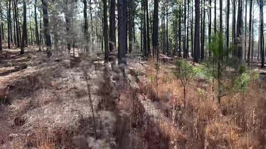 38K views · 549 reactions | Derby winner, Blue Ribbon River | Midnight Kennel | Facebook