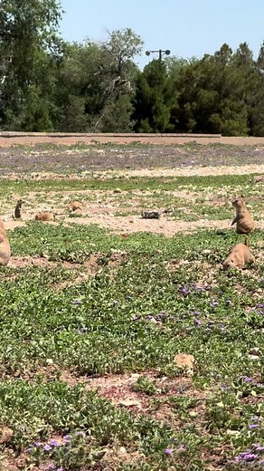 Prairie Dog Town, Lubbock