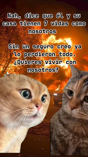 1.3K views · 12 reactions | En este mundo, los gatos también entienden la importancia del seguro para el hogar. No esperes a que algo pase para proteger tu hogar. Asegúrate con nosotros.  Escríbenos o llámanos para más información Comunícate directamente a nuestro canal oficial de WhatsApp: https://walink.co/1d54c1 #DeseguroLoNecesitas #TeRespaldaYTeResponde | Aseguradora del Sur | Facebook