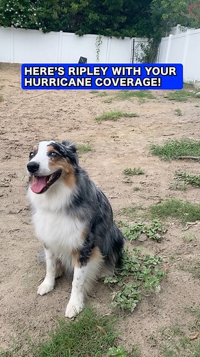 Ripley’s Floof is the perfect weather instrument! 🤣 #tropicalstorm #letsgoripley #TropicalStormDebbie #australianshepherd | Lets Go Rip