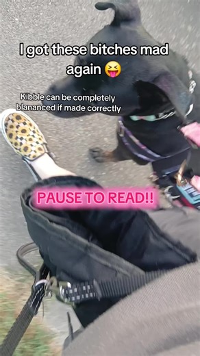 Understanding Service Dogs Training and Guidelines