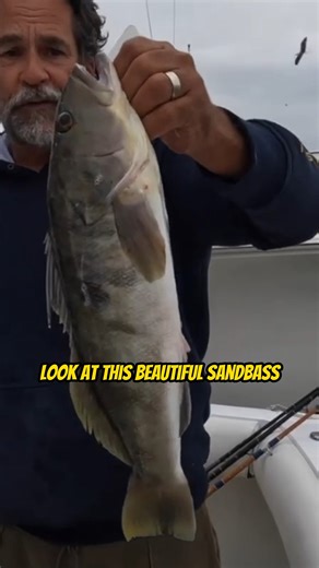 5.4K views · 53 reactions | How to Fillet & Clean a Sand Bass! Join...