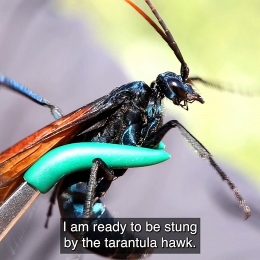 1.6M views · 20K reactions | This intimidating insect is the largest wasp species in the entire United States and it certainly lives up to its intimidating name! | Coyote Peterson | Facebook