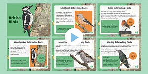 (NEW) British Birds PowerPoint