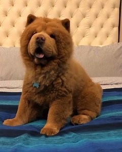 Momma can I sleep on the bed 😬 | Chowder the Bear Dog