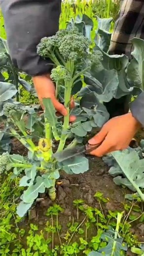 Harvesting Broccoli the RIGHT Way for Regrowth! 🔪🥦 #BroccoliHarvest #GardeningTips