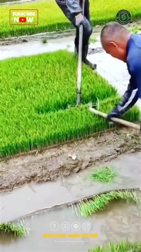 343K views · 34 reactions | Introducing the innovative rice mat...