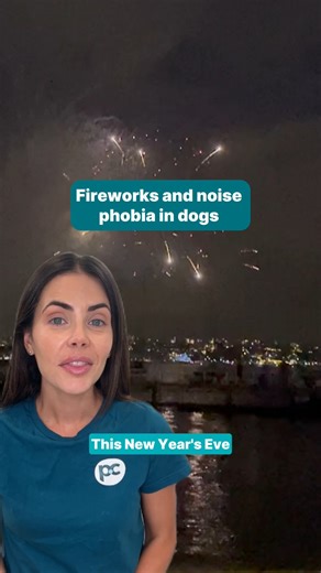98K views · 211 reactions | Fireworks season is here and those loud booms can be terrifying for many dogs. Be prepared and help keep your dog calm with these vet-approved strategies  #dogs #dogtips #dogcare #dogcaretips #fireworksanddogs #vetadvice | Pet Circle | Facebook