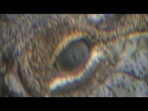 ワニへのエサやり part1 / 東山動物園【毎週日曜日にやってるイベント】