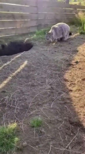 The lynx didn't expect THIS during the hunt #shorts