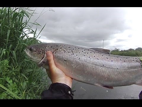 How to catch an atlantic salmon up streaming a flying C