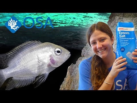 How to Treat Swim Bladder Disease