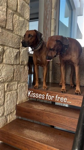#Repost @rumitheridgeback —— Kisses are free… #kiss #raider #ridgebacklove #rhodesianridgeback #ridgebackpuppy #ridgebacklovers #dailydog #dogoftheday #mydogiscutest #dogsofinstaworld #puppy #puppylove #dogselfiesofinstaworld #puppyoftheday #cutedogs #rumitheridgeback #rhodesianridgebackpuppy #ridgebackpack #ridgebackofinsta #ridgebacklover #rhodesianridgebackrules #rhodesianridgebacksofinstagram #ilovemyridgeback #lionhunter #ridgeback_features #doggos #rrlove | Rhodesian Ridgeback Lovers