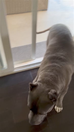 This is next level comedy and preciousness all wrapped up into one moment. Thank you to Wednesday's amazing mom @kindearthlings for sending this and all the incredible Wednesday updates. She is so deserving of this beautiful life you guys are giving her. What an incredible thing to see and be a part of. You all restore our faith in humanity❤️❤️❤️❣️ Wednesday's mom and dad would love to know if anyone in and or around the Los Angeles area know of any exceptional homeopathic vets. If so, drop them