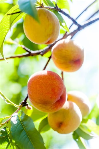 How to Prune Peach Trees for Bigger Harvests