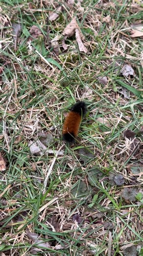 Just a wollyworm perdicting winter in the winter #wollyworm #winter