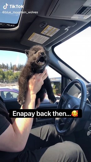 Enapay Wolf Dog Transformation: Then & Now