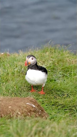 SMS Broadcast Software Free|add telegram:pmtsms