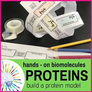 Biomolecules Activity - Build a Protein Model to learn Protein Folding!