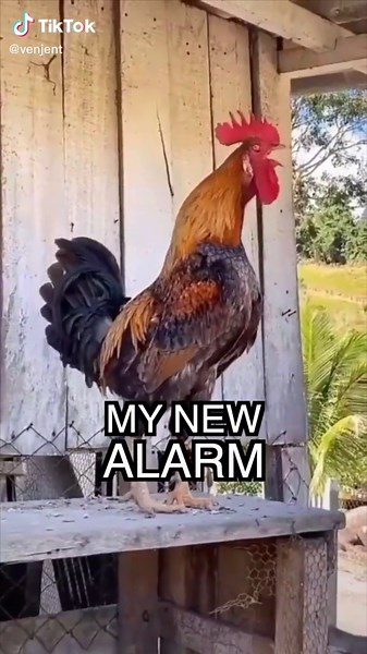 Rooster Alarm Clock Ring Vibration - Wake Up with Style!