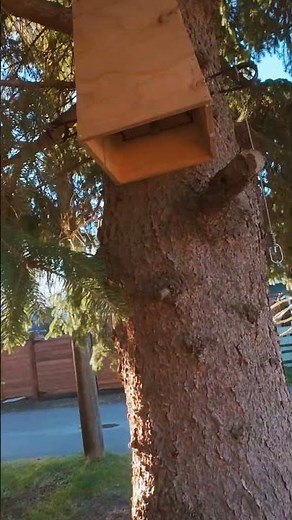 Demonstrating a #160 Conibear Trap