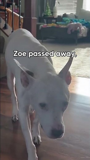 Dog Helps Her Deaf Friend Learn Sign Language #thekoala #dogs #shorts #animals #animallover #pets