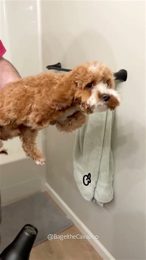 Bagel is SWIMMING #cavapoopuppy #cavapoo #shorts