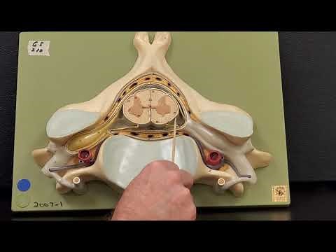 Professor Long 2401 Lab Spinal Cord Anatomy