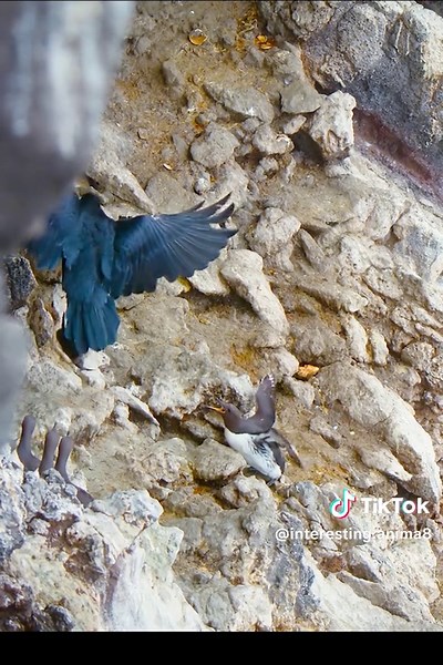 Interesting animals (@interesting.anima8) - #wildlife #animalsworld #animals | animals videos