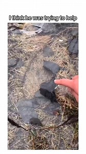 what it's like living with a boxer dogs🤣 @cuteboxerpuppy #reelschallenge #reelsfbシ #boxerdog #reelsviralシ #boxerdog #boxerdogfans #boxerdogcentral #boxerlove #boxerpuppy #boxerworld #cuteboxerdog #boxerpup #boxer #boxersarethebest | Boxer Lover