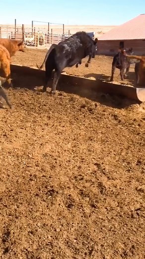 He’s grown up #farmdog #aussie #bordercollie #countrylife | Reagank white131